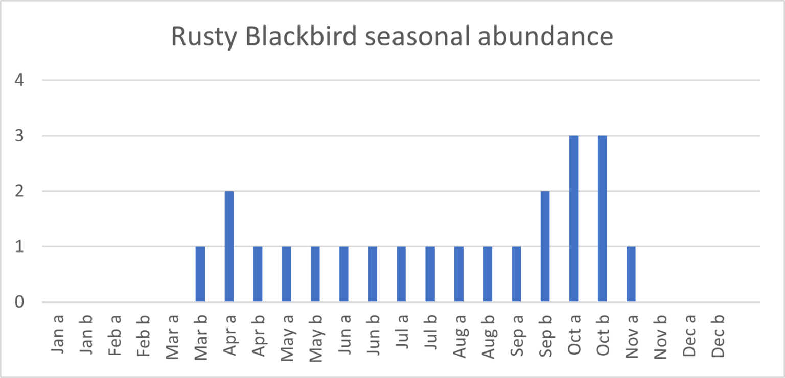 Rusty Blackbird - NH Audubon